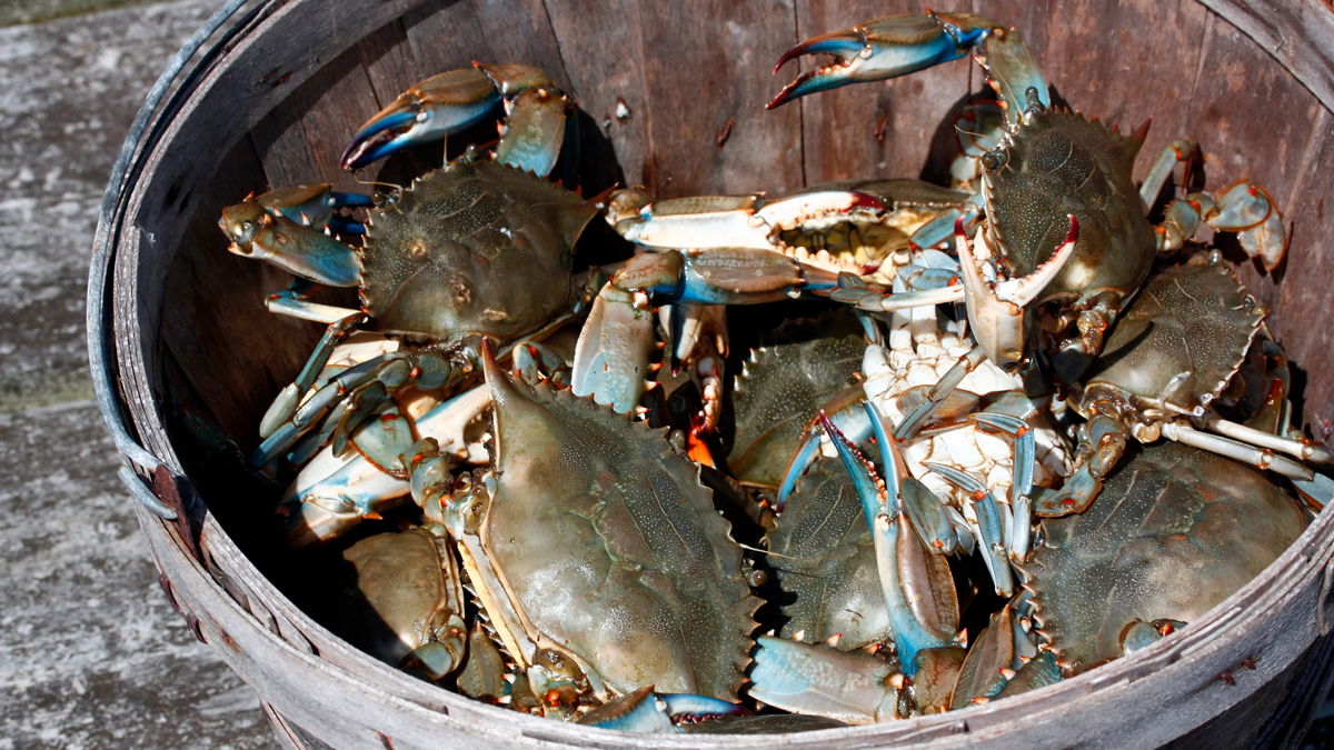Delaware Husband and Wife Accused of Stealing Crabs – NBC10 Philadelphia