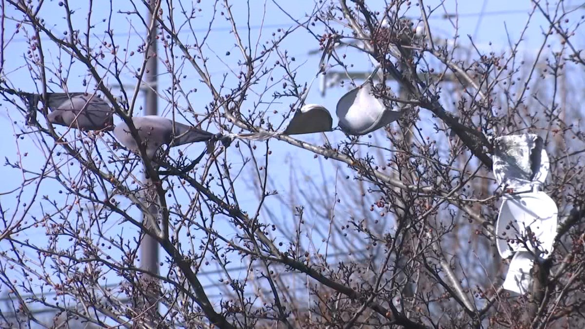 Montgomery County Cleanup Group Finds Bras Hanging on Trees – NBC10 ...