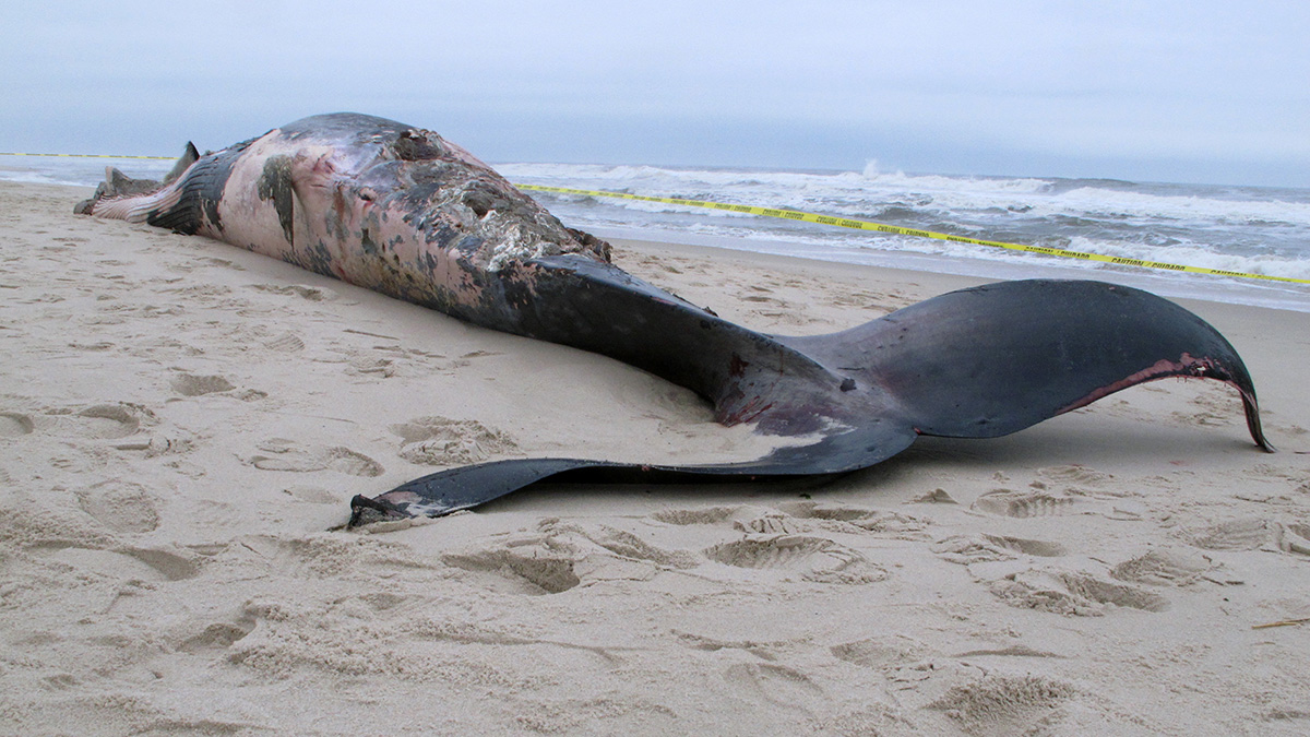 Decomposing 43-Foot Whale Washes Up on Jersey Shore Beach – NBC10 ...