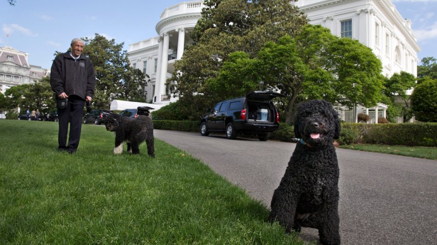 Hardly a Dog’s Life for Obama’s Pets Bo and Sunny – NBC10 Philadelphia