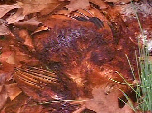 Ritualistic Animal Sacrifice Under Investigation – NBC10 Philadelphia