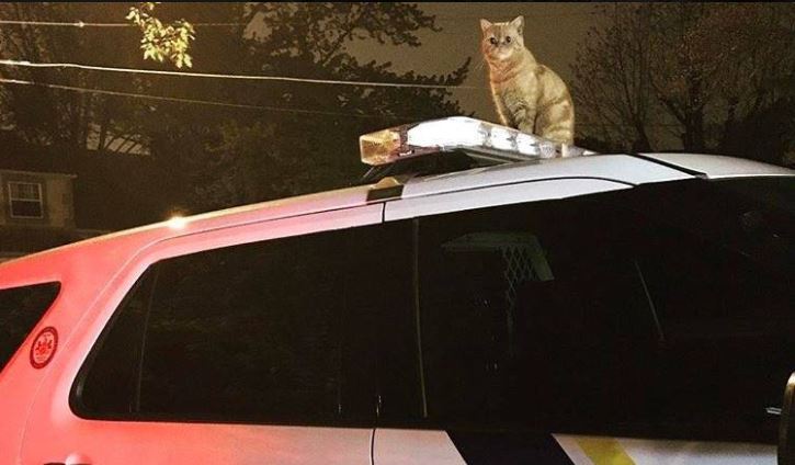 Paws Up: Cat Takes Over Philadelphia Police Car – NBC10 Philadelphia