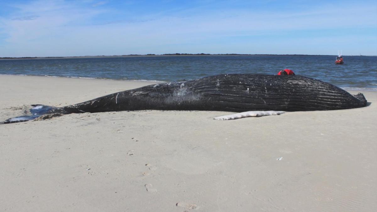 Dead Humpback Whale Stuck Off Jersey Shore – NBC10 Philadelphia
