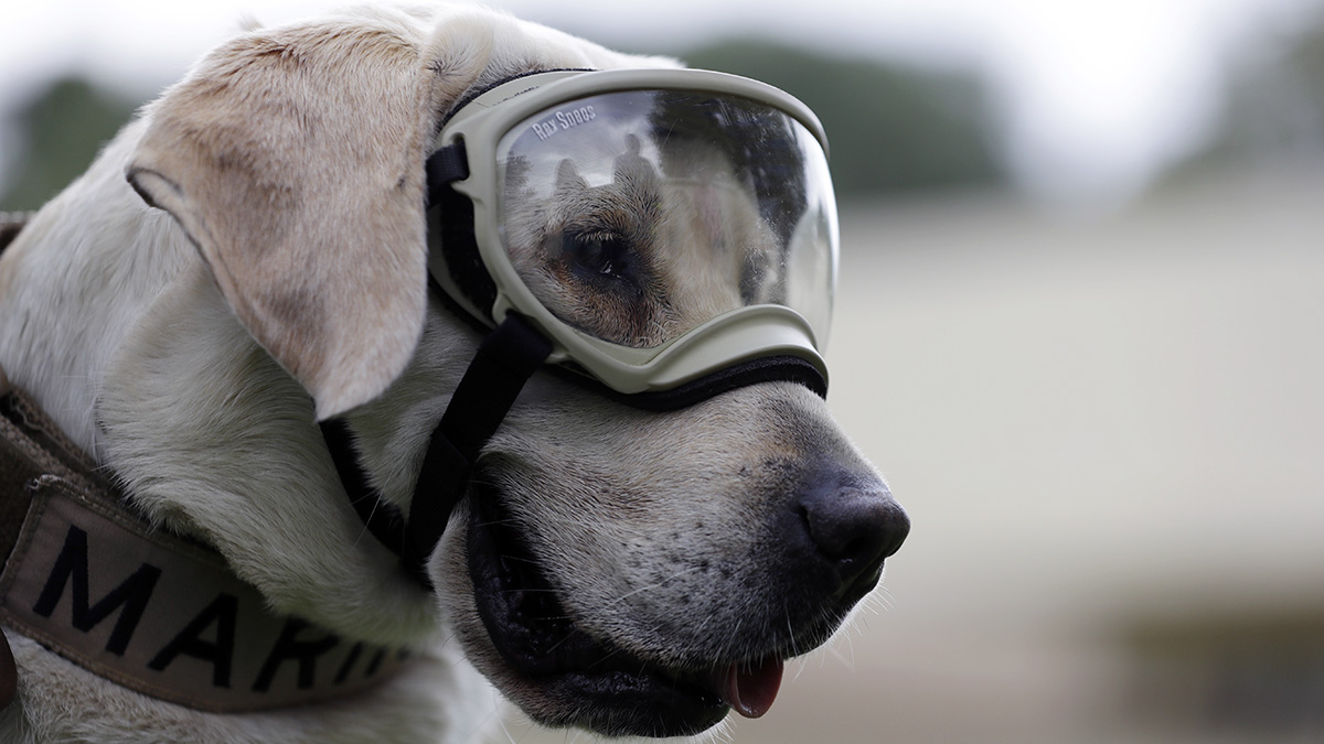 Mexican Rescue Dog Frida Became Symbol of Earthquake Hope – NBC10 ...
