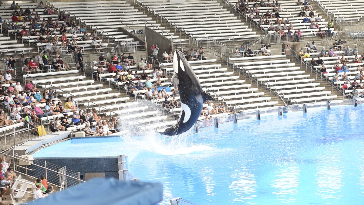 SeaWorld Orlando Reopens with New Safety Measures – NBC10 Philadelphia