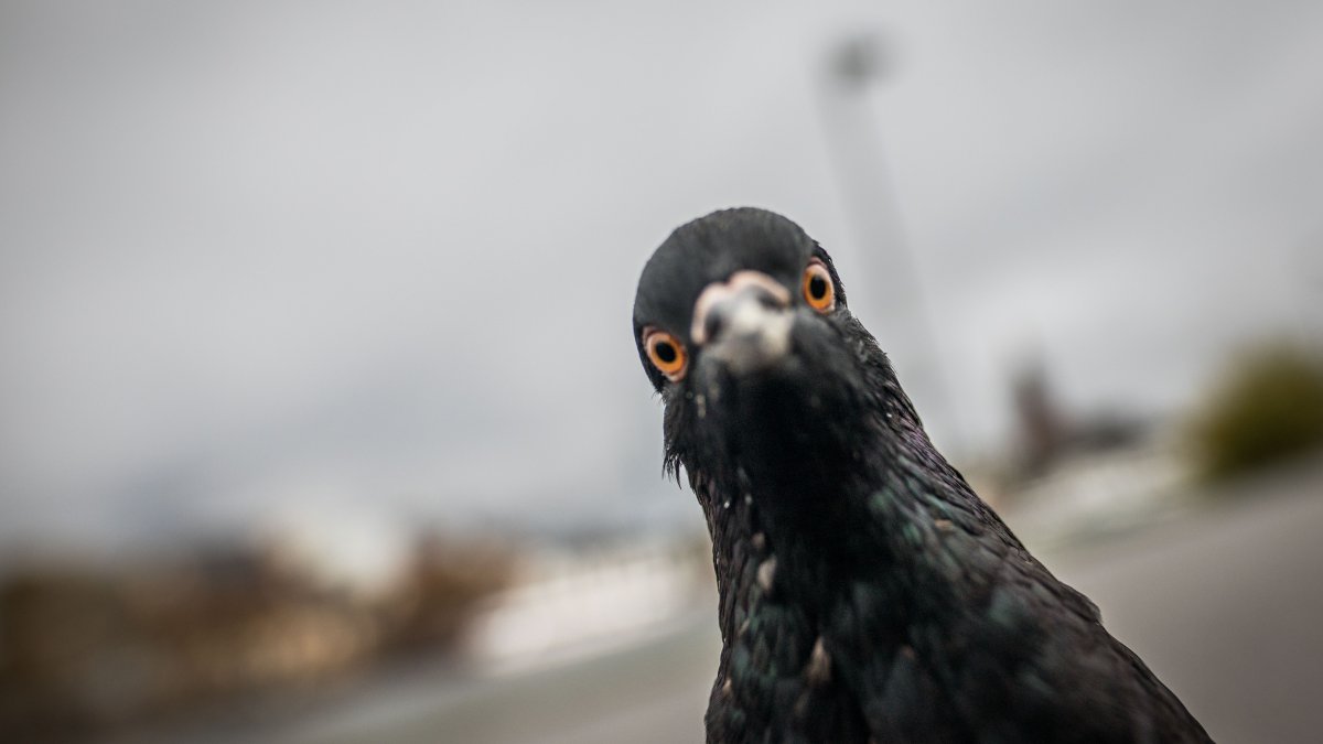 Suspected Chinese spy pigeon released after 8 months in bird lockup ...