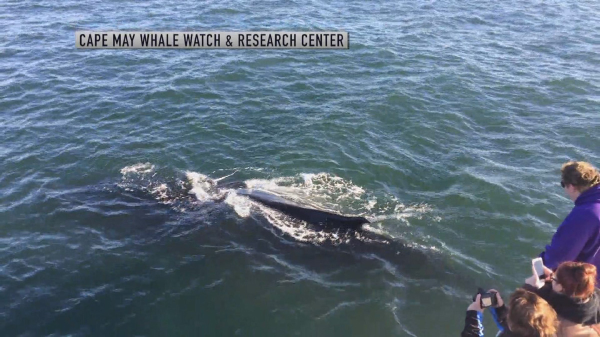 Caught on Cam: Close Encounter With Humpback Whale off the Jersey Shore ...