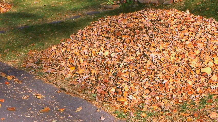 The Push to Recycle, Pickup Philly’s Leaves – NBC10 Philadelphia