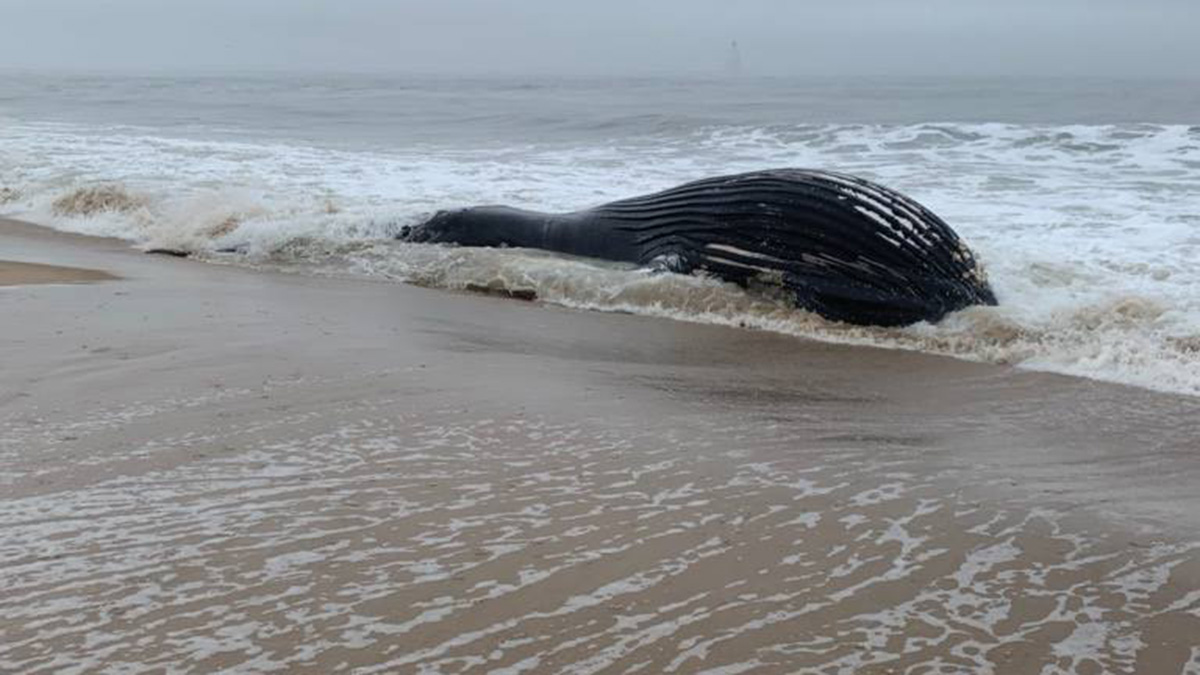 Searching for Answers After Humpback Whale Washes Ashore in Delaware – NBC10 Philadelphia