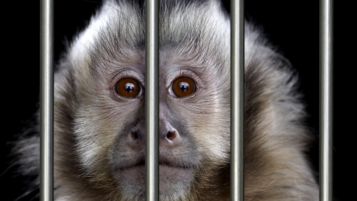 7 Hurt After Mob of Wild Monkeys Attacks Village – NBC10 Philadelphia