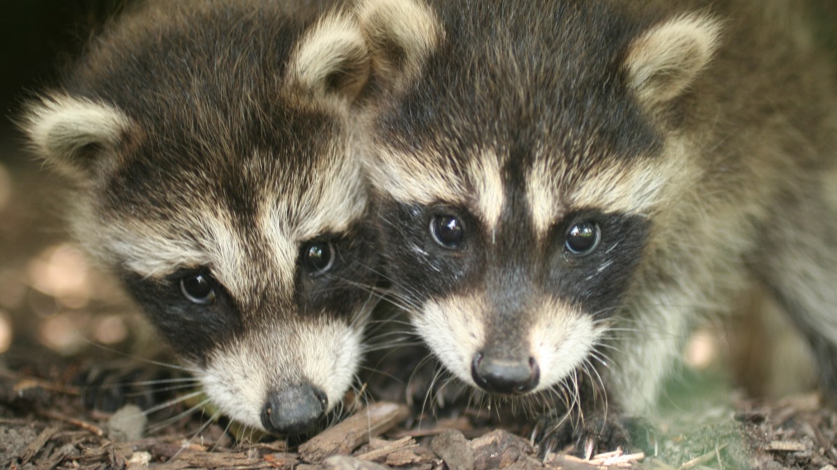 Rabid Raccoon Bites Atlantic County Man – NBC10 Philadelphia