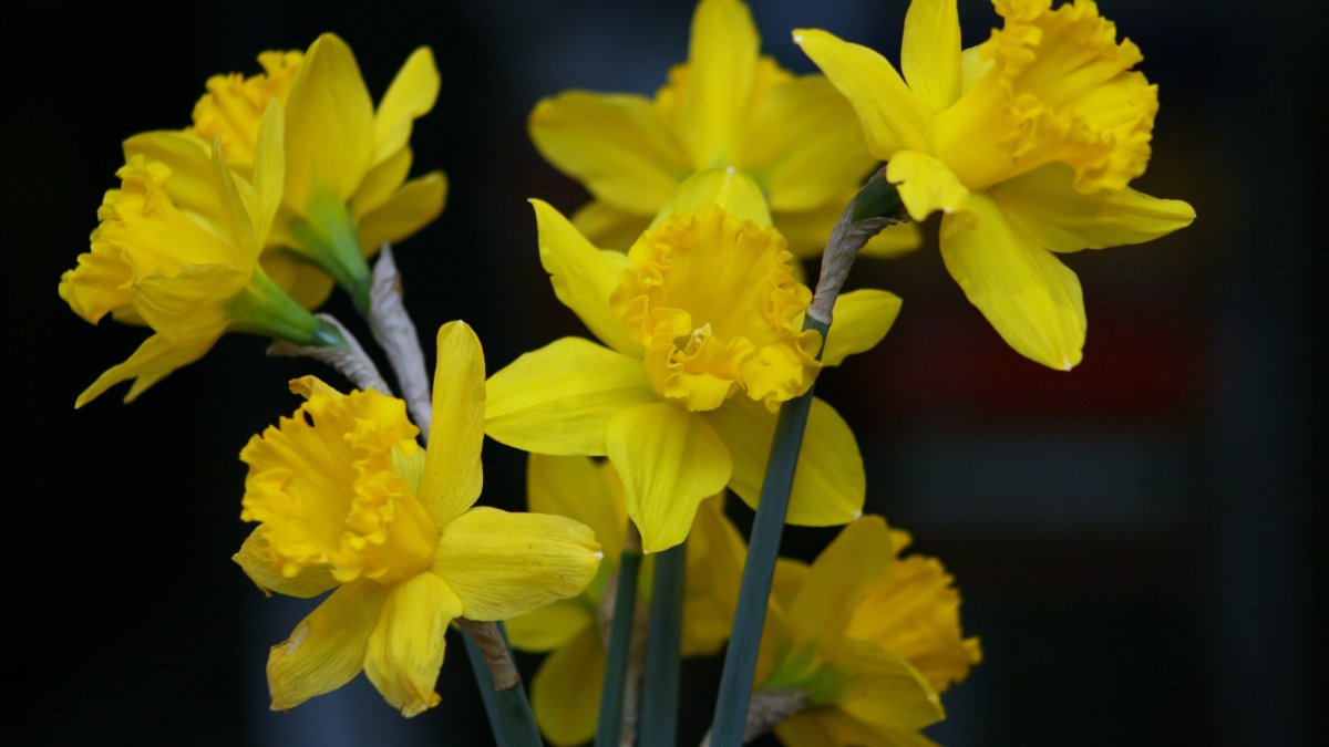 The American Cancer Society’s Daffodil Days 2011 – NBC10 Philadelphia