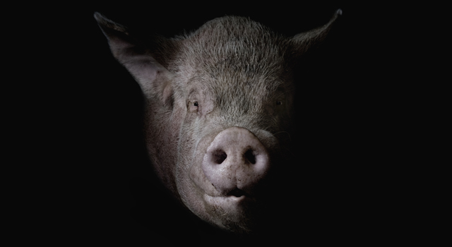 State Trooper Kills 250-Pound Aggressive Pig in South Jersey – NBC10 ...