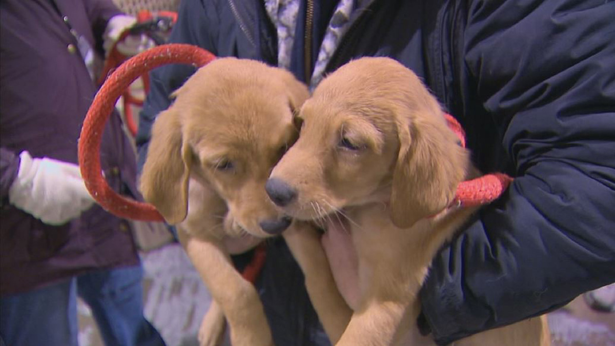 SPCA Rescues Seven Puerto Rican Street Dogs – NBC10 Philadelphia