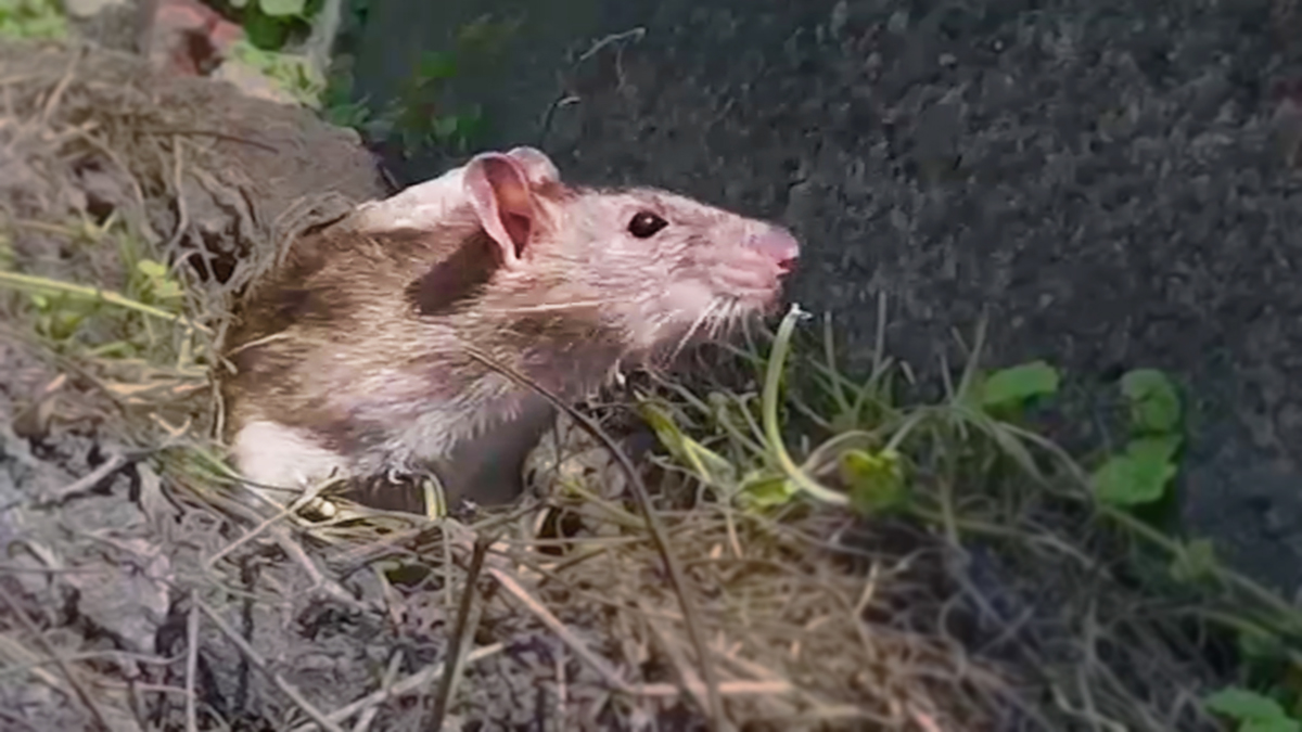 ‘They Look Like Cats’: Northeast Philadelphia Residents Battle Rat ...