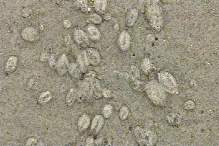 Slimy Creature Invasion Down the Shore – NBC10 Philadelphia