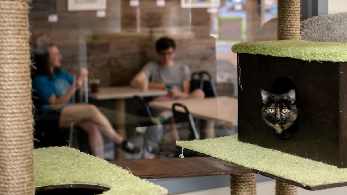 Cat Cafés: New Purrfect Paradises for At-Risk Shelter Cats – NBC10 ...