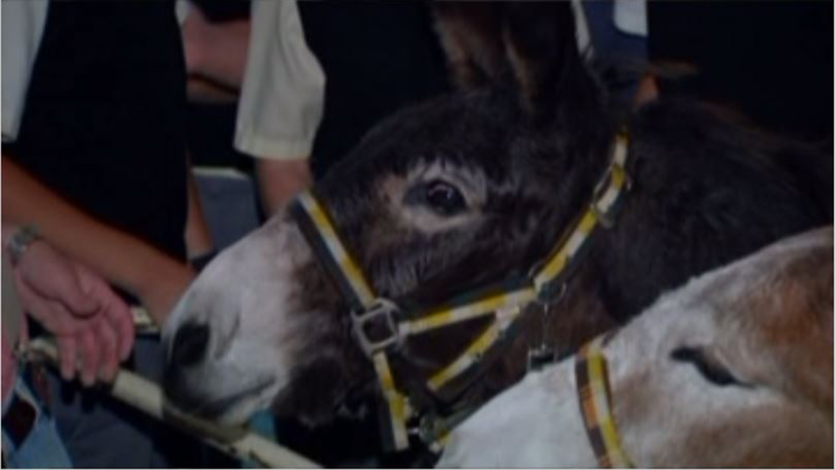 Therapy Donkeys Visit Philadelphia Students With Special Needs – NBC10 ...