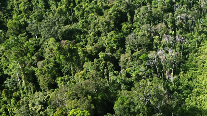 Religious, Indigenous Leaders Demand End to Tropical Rainforest ...