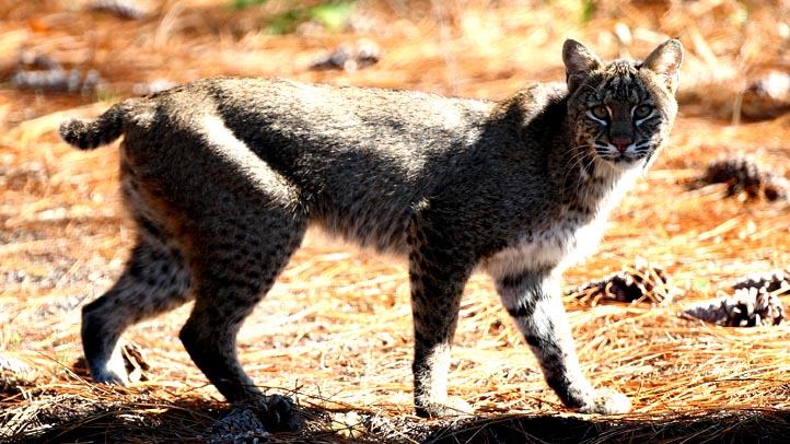 Bobcats Making a Comeback in New Jersey – NBC10 Philadelphia