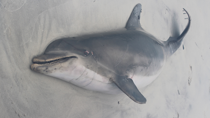 92nd Dead Dolphin Washes Ashore in NJ – NBC10 Philadelphia