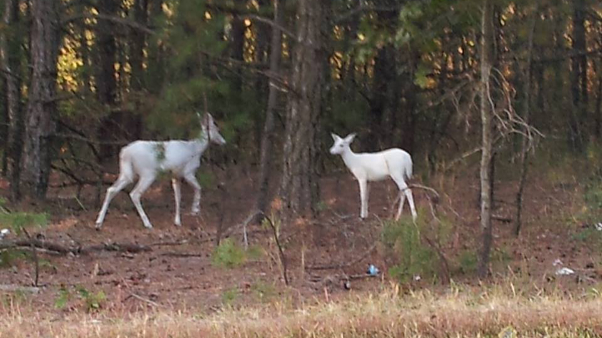 Rare, White Deer Appear in Jersey Woods – NBC10 Philadelphia