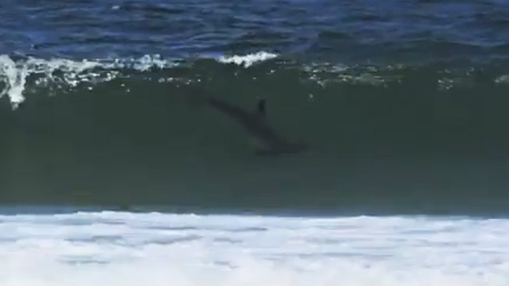 Caught on Camera: Hammerhead Shark at Island Beach State Park – NBC10 ...