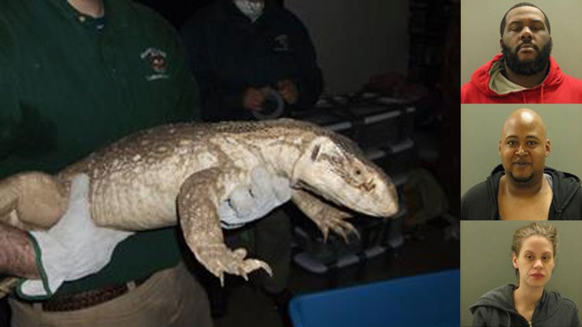 Dangerous Lizards, Guns Discovered While Searching for Wanted Person ...