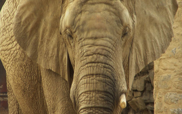 The Elephants Have Left…The Zoo – NBC10 Philadelphia