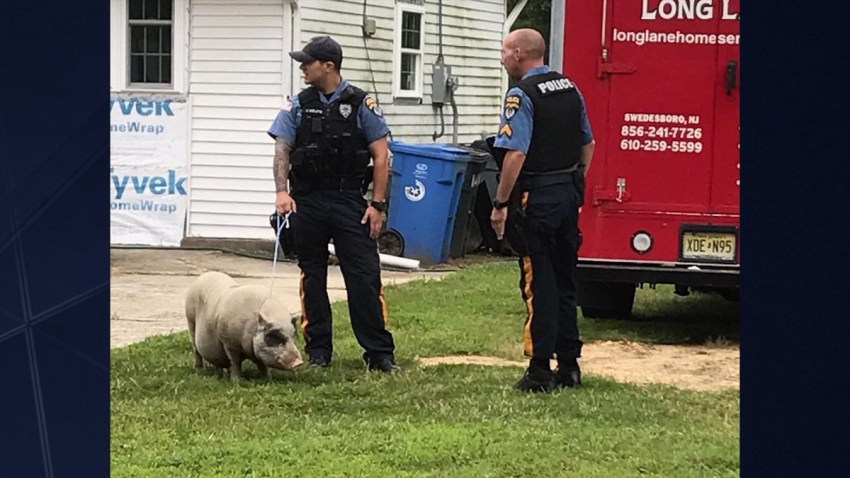 How Many Police Officers Does It Take to Lasso a Pig? – NBC10 Philadelphia