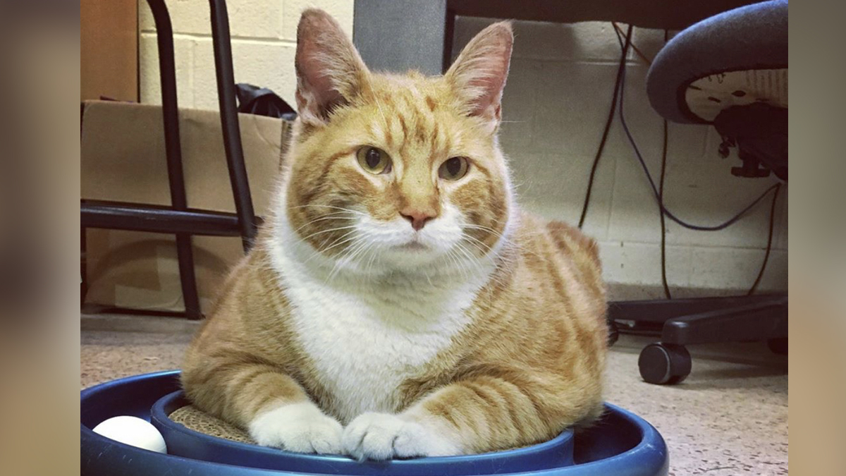 Chunky, 30-Pound Cat Seeks Home – NBC10 Philadelphia