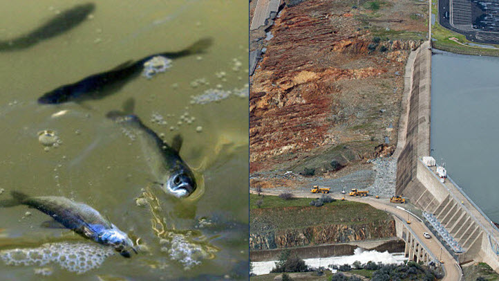 Star-Crossed Salmon Survive Oroville Dam Spillway’s Erosion But ...