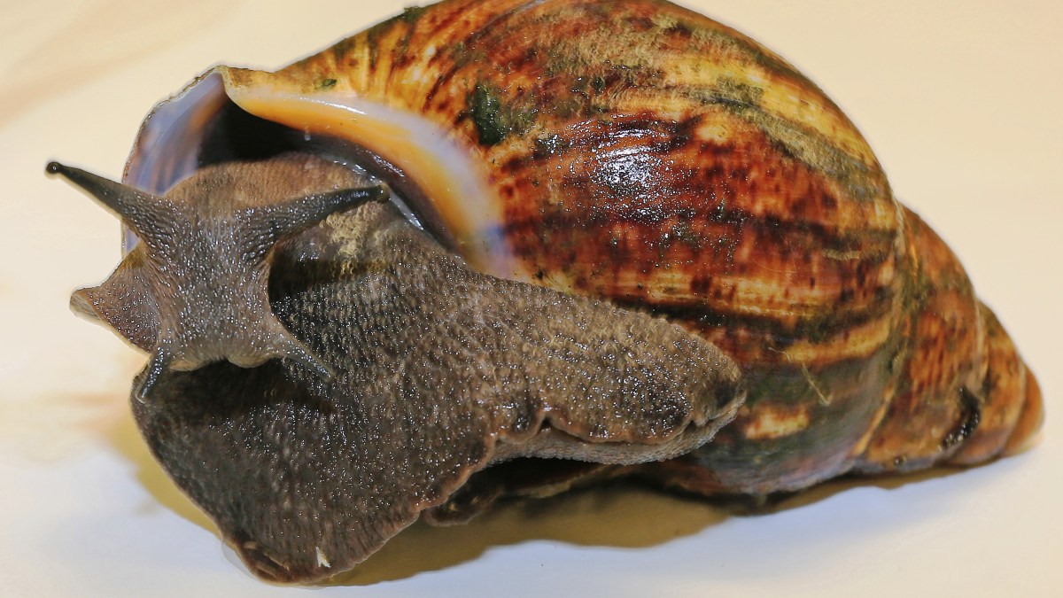 USDA Seizes Giant African Snail in Pa., 1,200 Nationwide – NBC10 ...