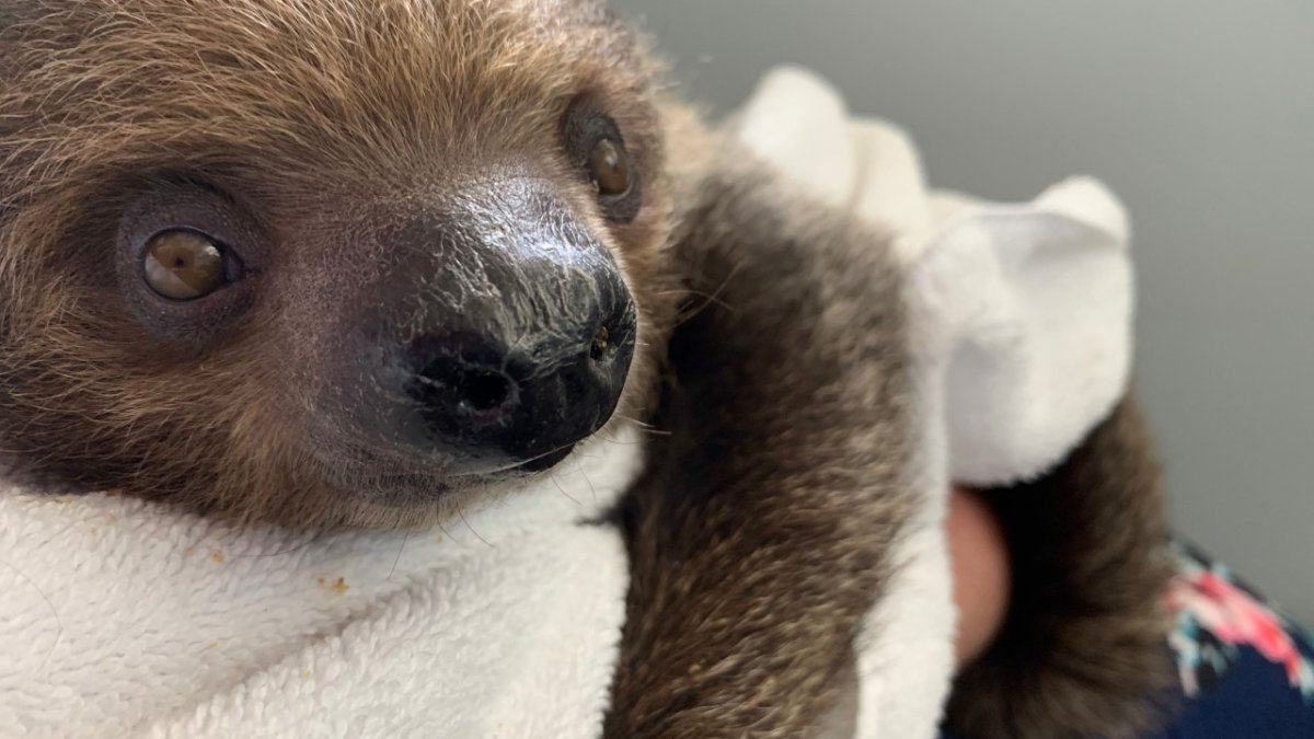 Baby Sloths Welcomed at Adventure Aquarium in Camden – NBC10 Philadelphia