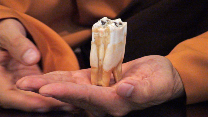 Followers Claim Rare “Buddha’s Tooth” With Healing Powers Continues to ...
