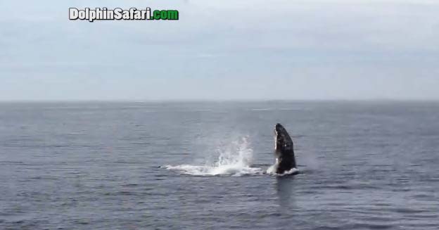 Rarely Seen Whale Courting Ritual Spotted Off SoCal Coast – NBC10 ...