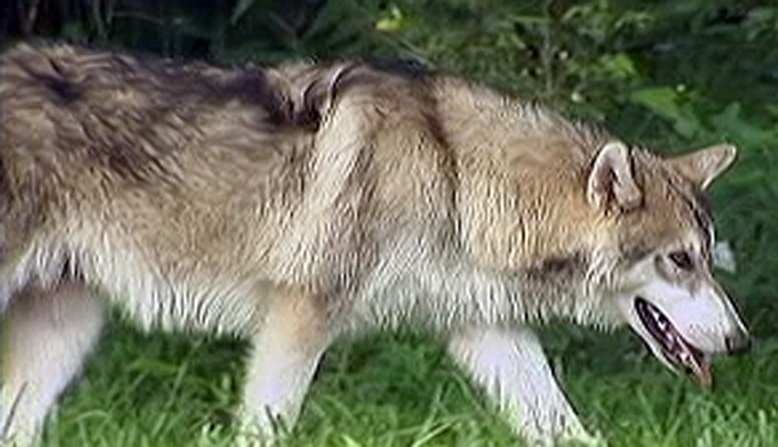 A Wolf or a Dog Roaming Pennypack Park? – NBC10 Philadelphia