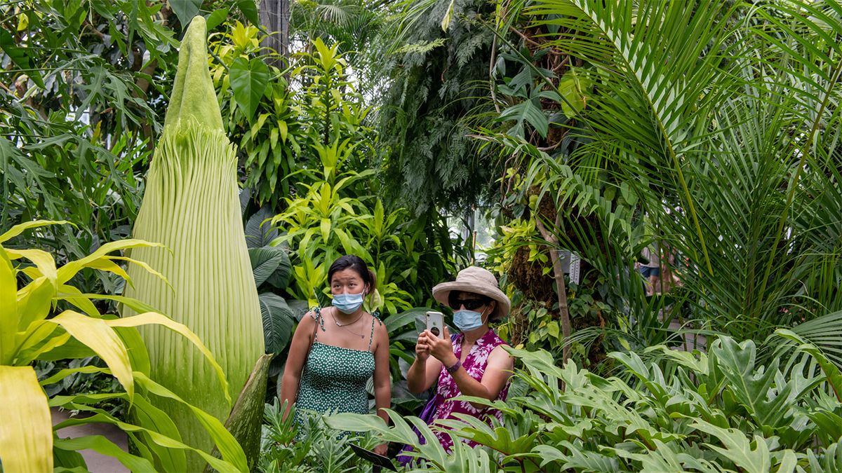 Smelling Cheese, Garlic, and Feet? That’s Just the Rare ‘Corpse’ Flower ...