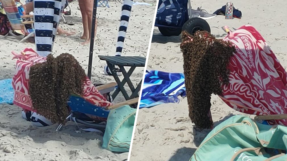 Queen and Swarm of Bees Land on Towel at Cape May Beach – NBC10 ...
