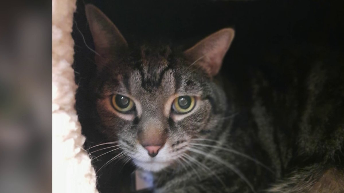 Clear the Shelters: All Types of Furry Friends Looking for Homes ...