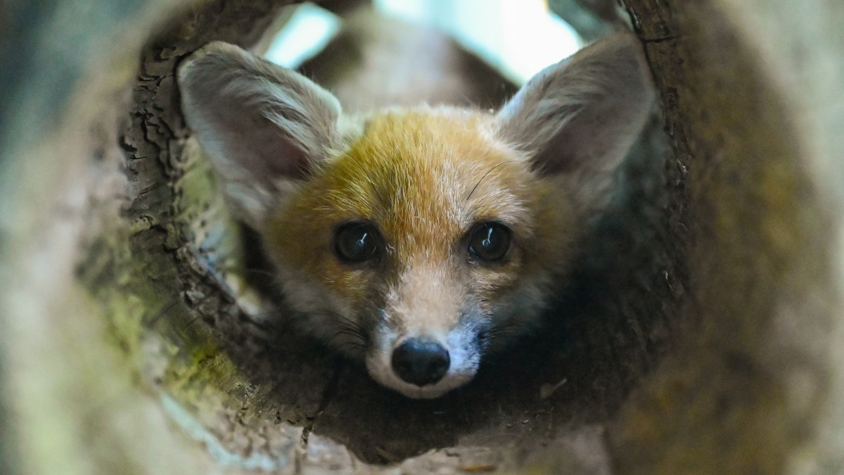 Pennsylvania Hunters Can Use Night Vision, Infrared Approved for ...