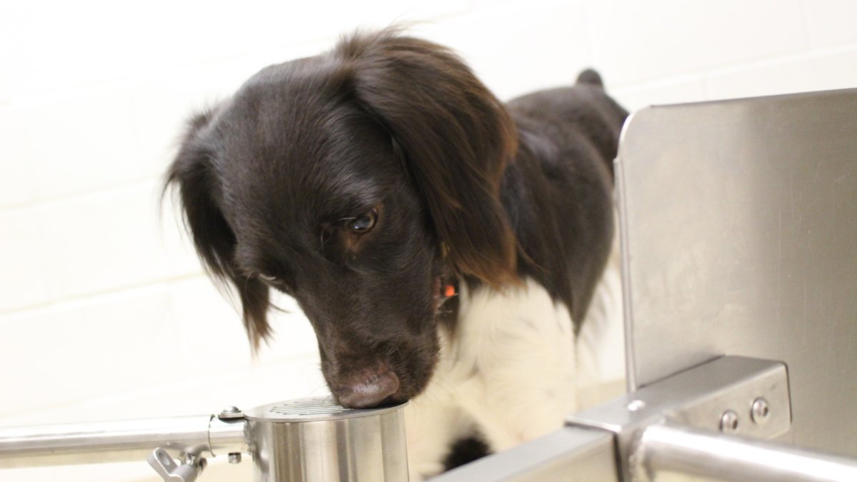 Penn Trains Dogs to Sniff Out Spotted Lanternflies, Prevent Spread ... Penn Trains Dogs to Sniff Out Spotted Lanternflies, Prevent Spread ...