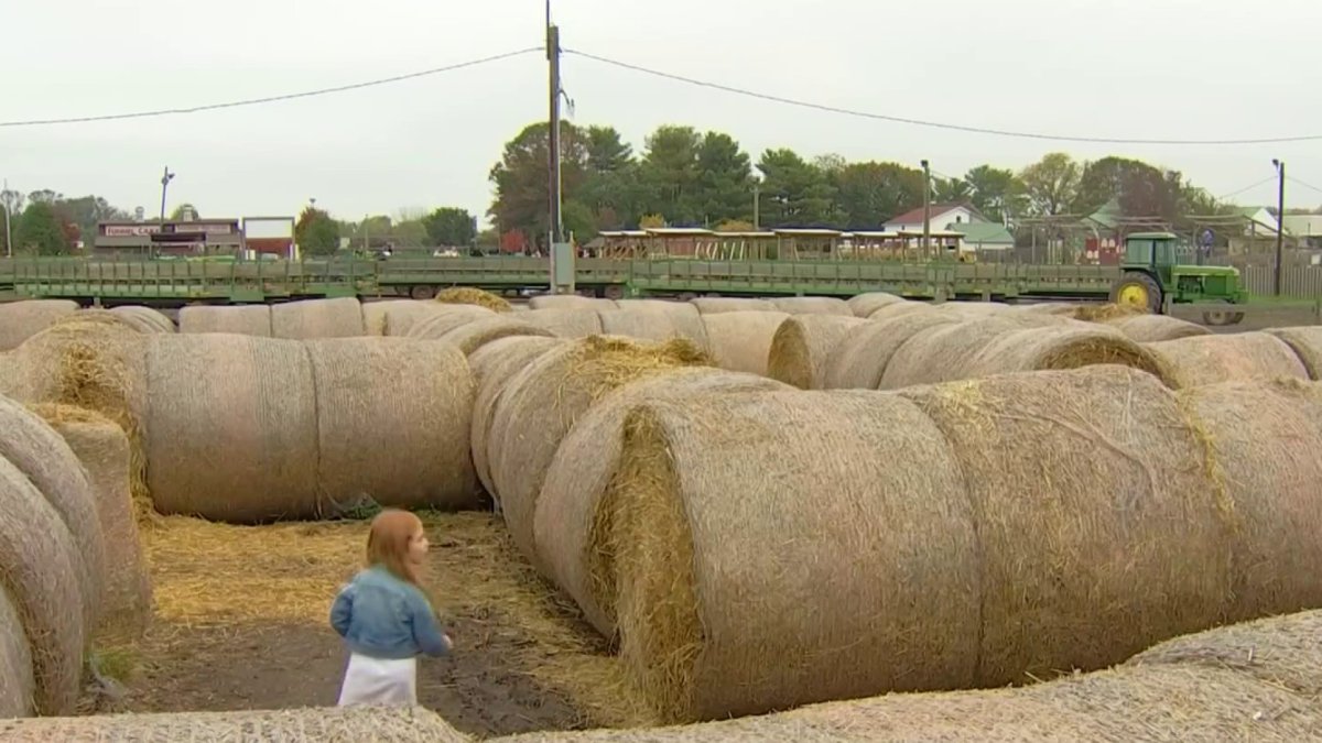 Family Fun Awaits at Bucks County Farm’s Fall Festival – NBC10 Philadelphia