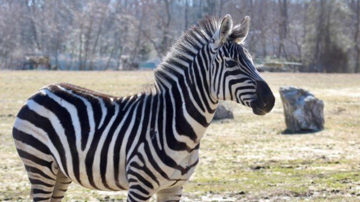Cape May County Zoo Welcomes New Zebra With Mating in Mind – NBC10 ...