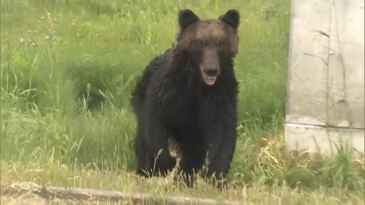 Brown Bear Goes on Rampage in Japan, Injuring 4 – NBC10 Philadelphia