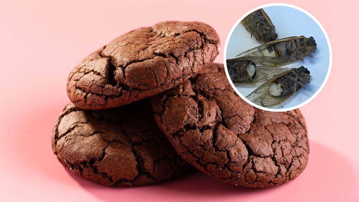 5 Cicada Recipes Taking Over Social Media – NBC10 Philadelphia