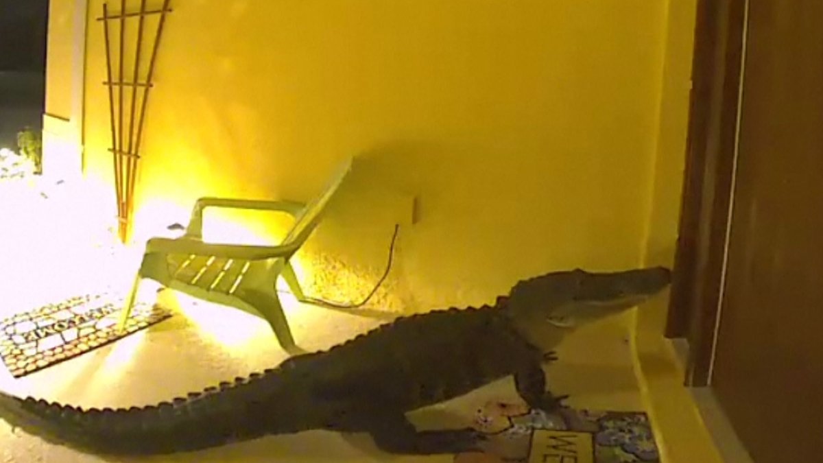 Giant Gator Caught Making Late Night Visit – NBC10 Philadelphia