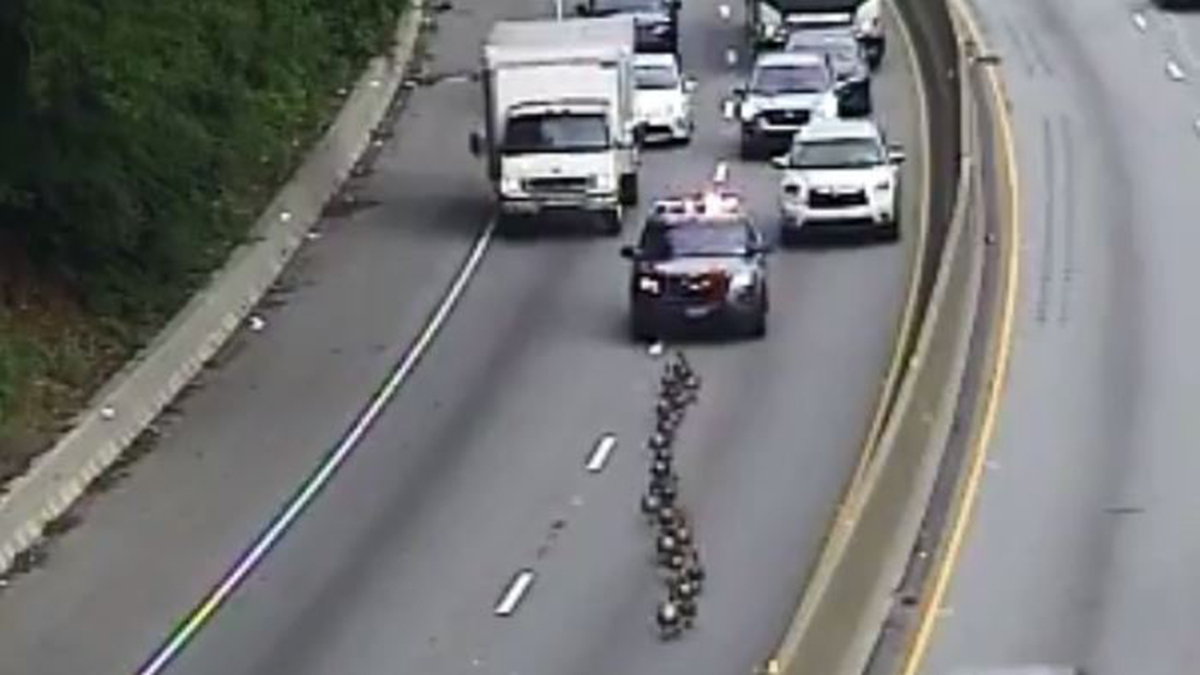 Police Escort Gaggle of Geese Down Schuylkill Expressway in ...