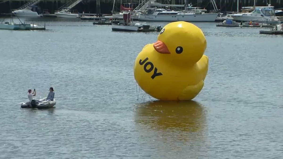 Where Did Belfast, Maine’s Mystery Rubber Duck Go? – NBC10 Philadelphia