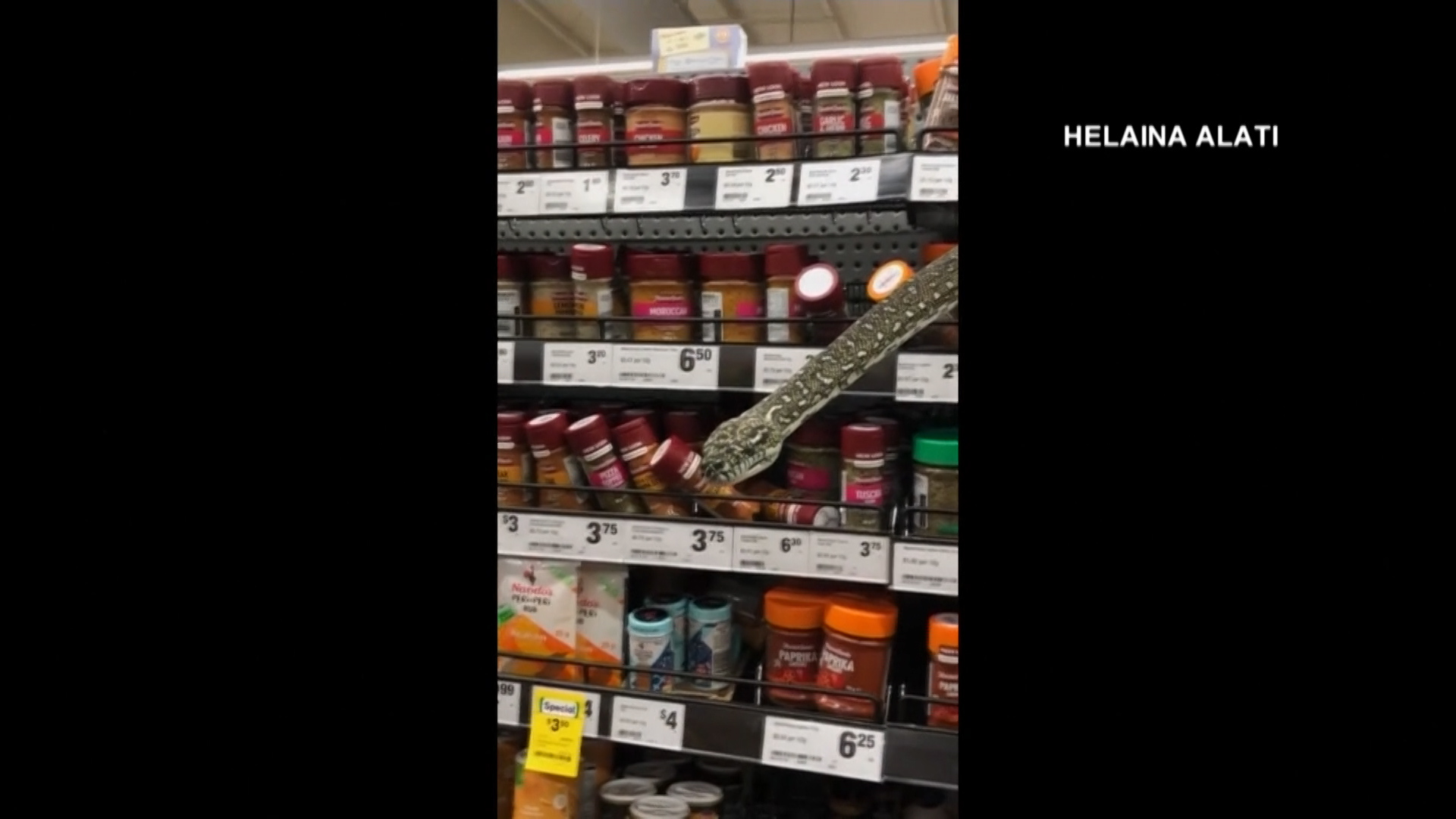 Python Slithers Into Spice Aisle at Supermarket – NBC10 Philadelphia